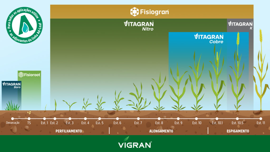 Trigo - Vigran